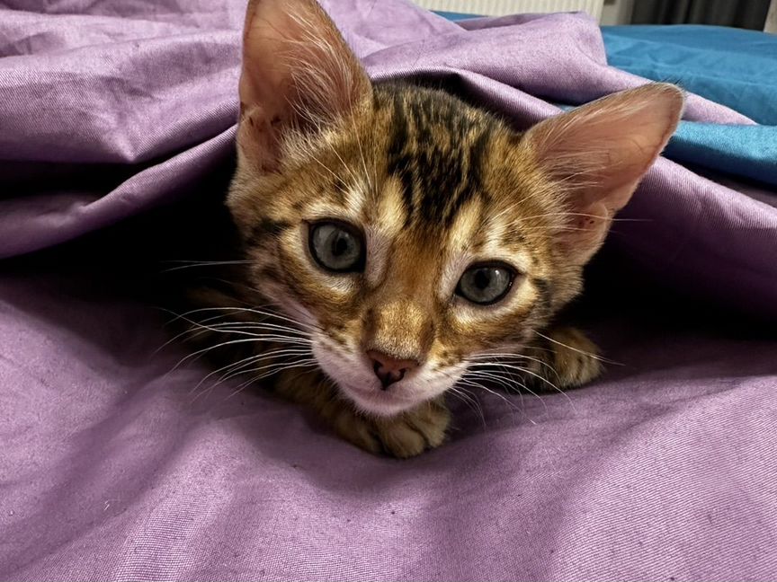 Бенгальская кошечка