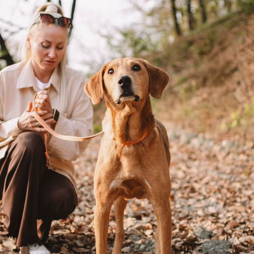 Взрослый пёс в добрые руки