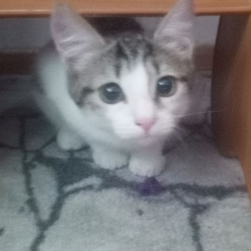 Котята в добрые руки бесплатно девочка
