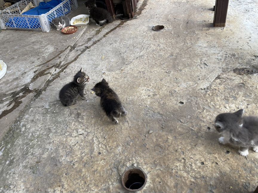 Котята в добрые руки