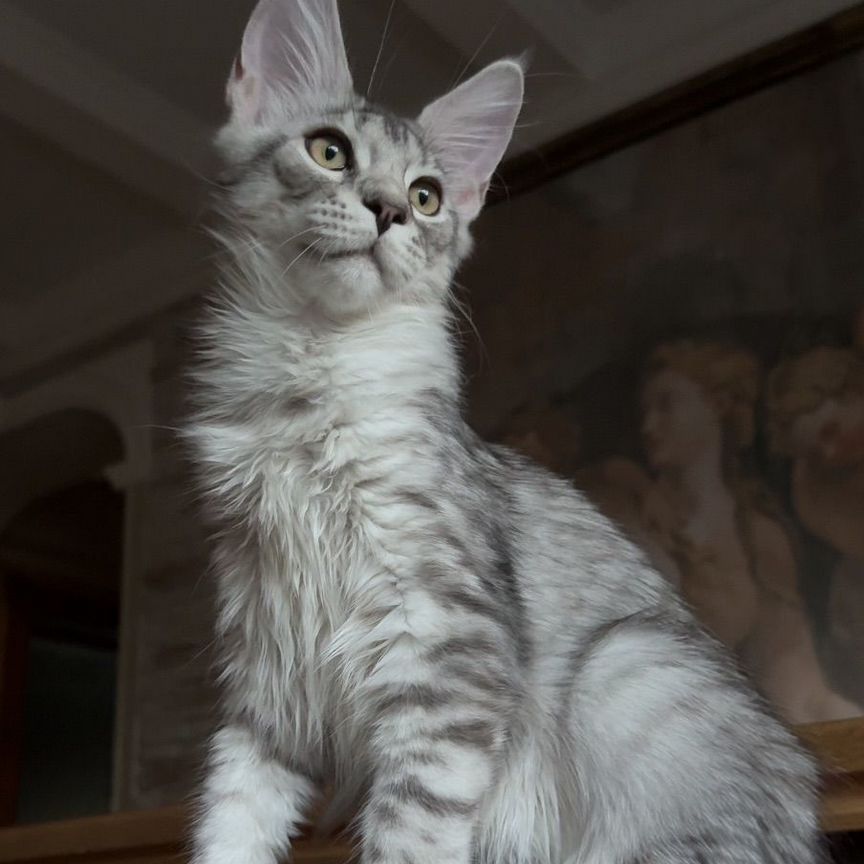 Котята мейнкуна