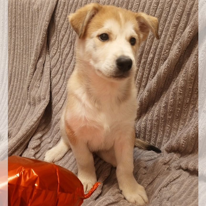 Щенок в добрые руки