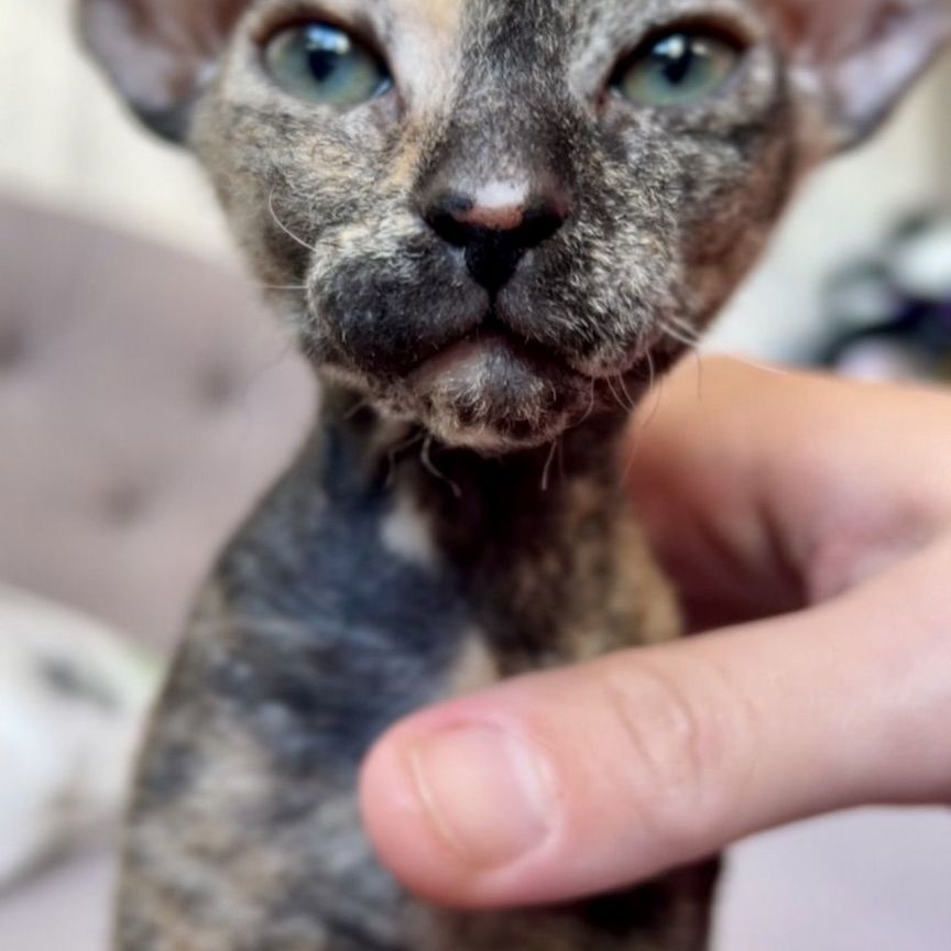 Котенок сфинкс черепашка