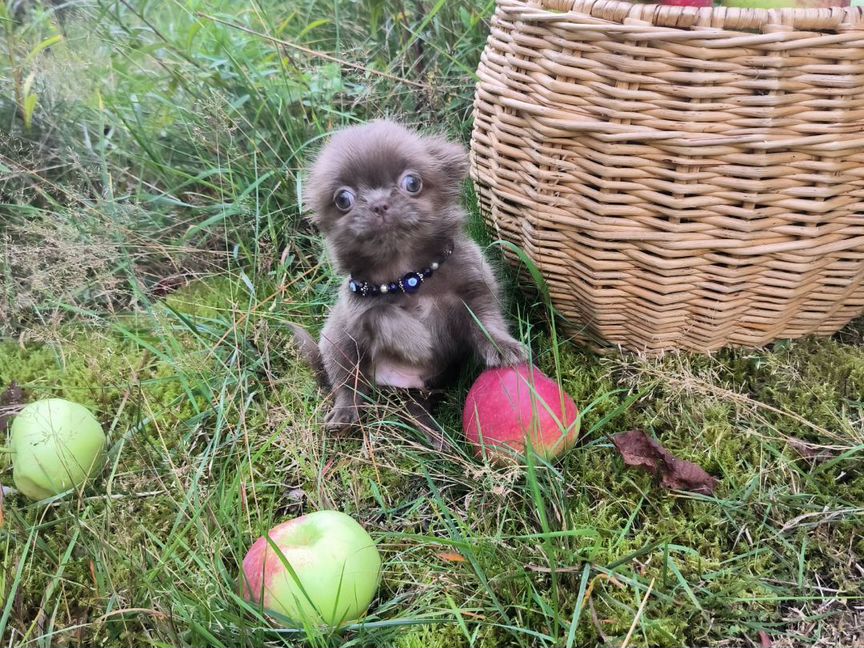 Чихуахуа домовёнок Кузя