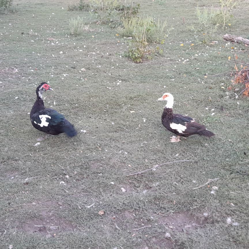 Утки шипуны семья