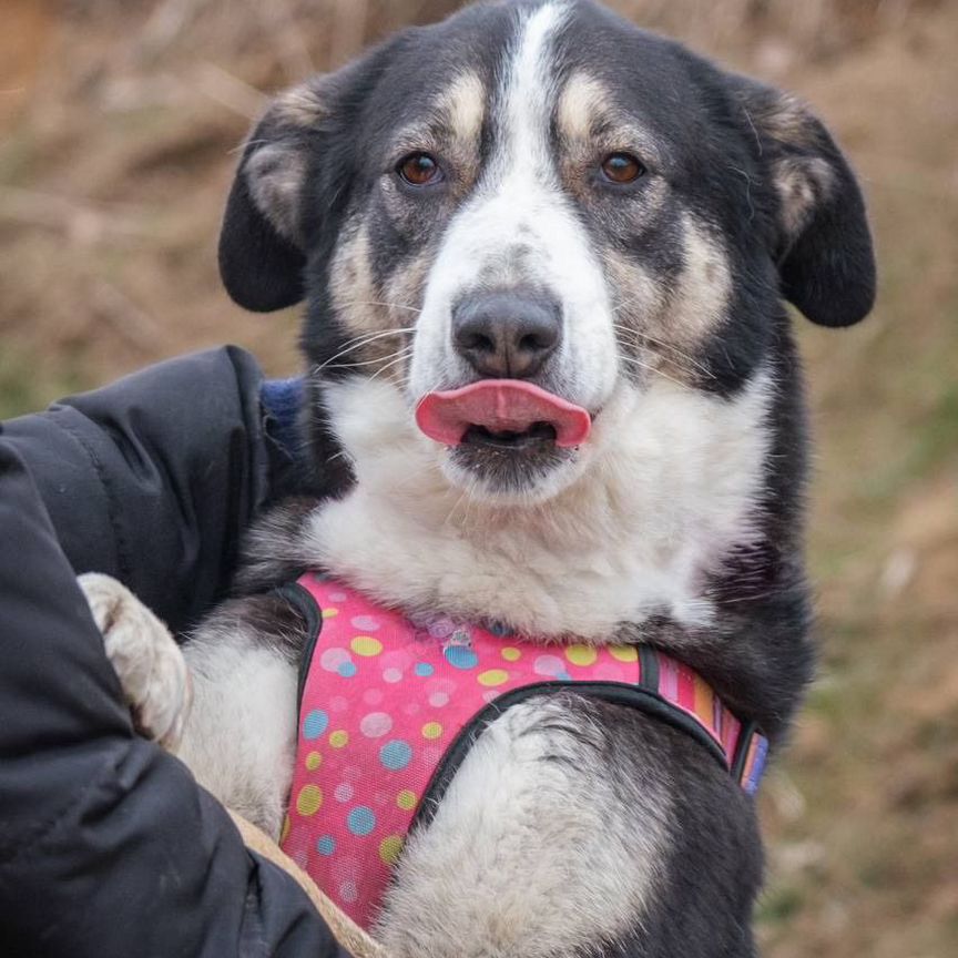 Бывшедомашняя Маша мечтает о доме