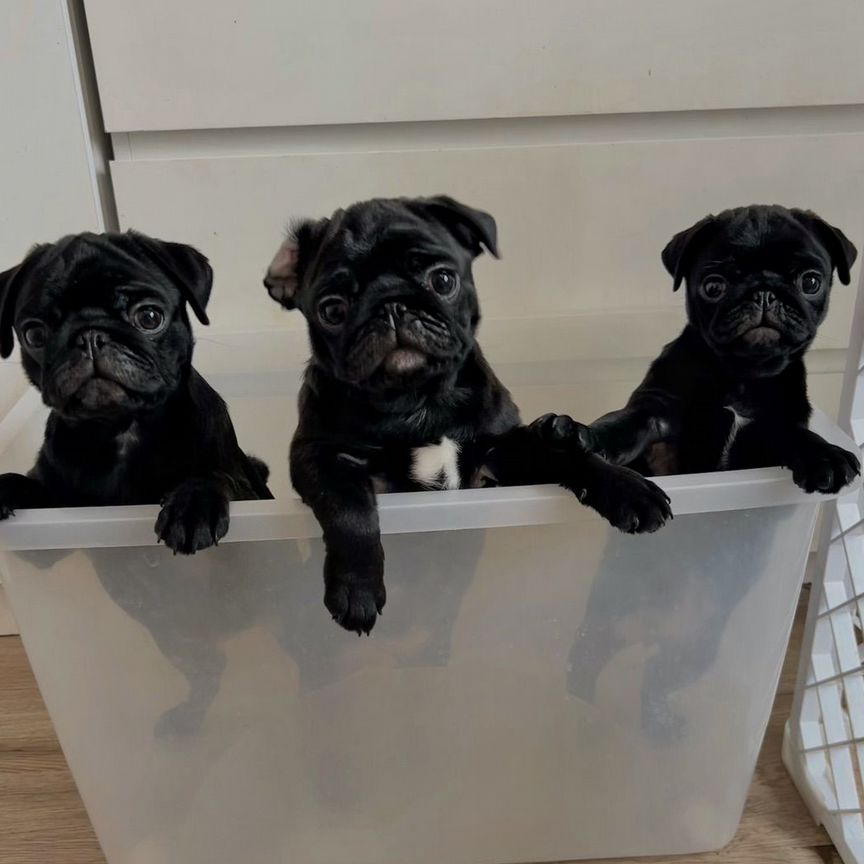 Мопс, щенок