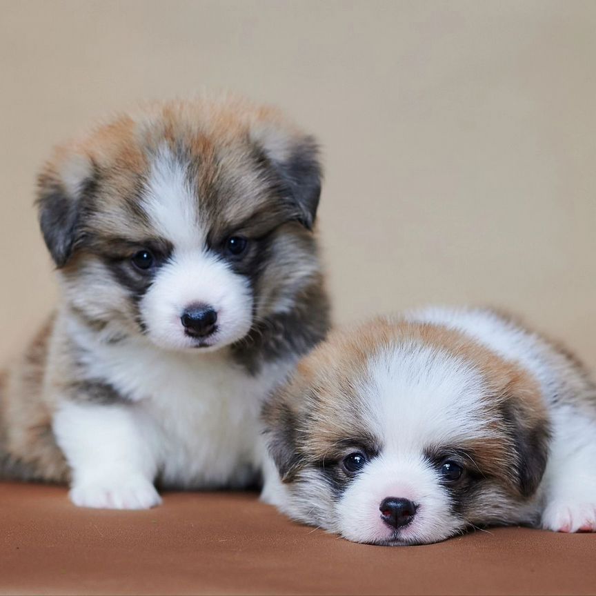 Щенки вельш-корги пемброк