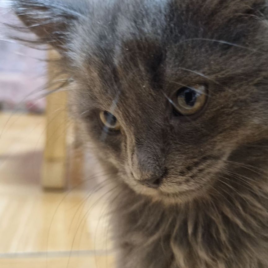 Котенок 2 месяца девочка