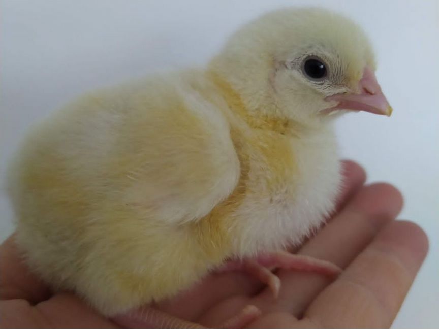 Цыплята бройлеры кобб 700