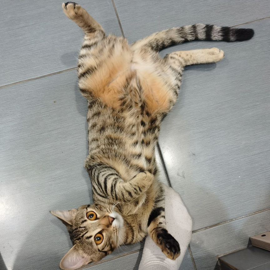 Котенок серенгети