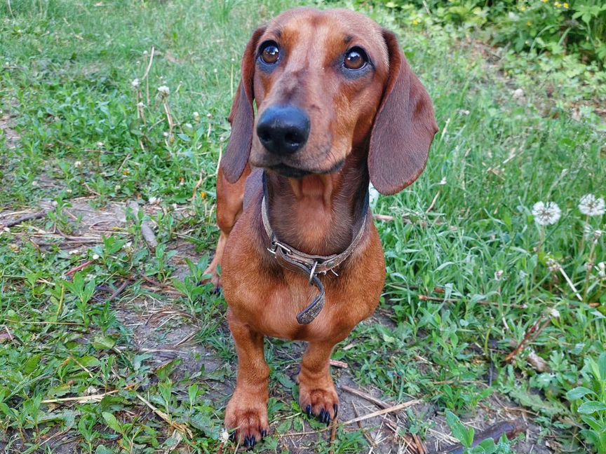 Собака для вязки