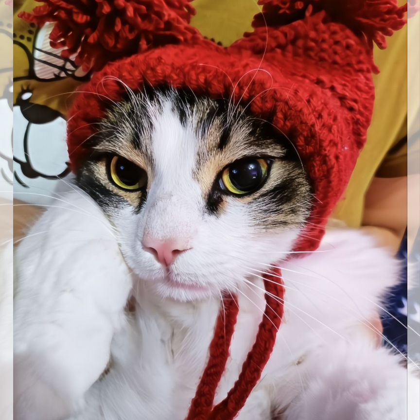 Вязаные шапочки на маленьких собак и кошек