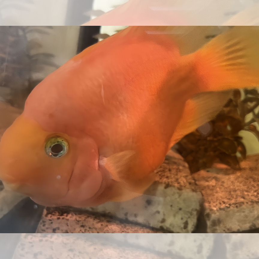 Рыба попугай красный