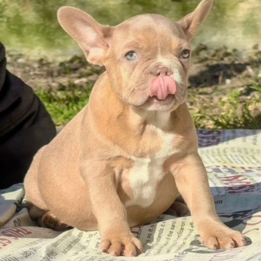 Французский бульдог, щенок