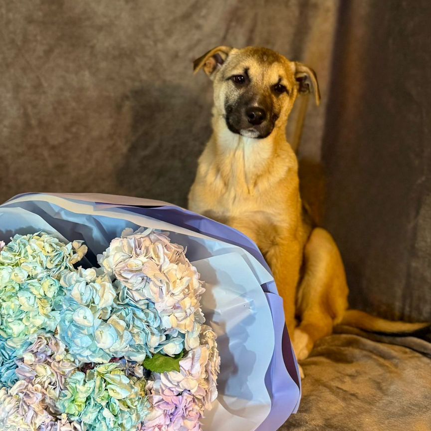 Щенок метис в добрые руки