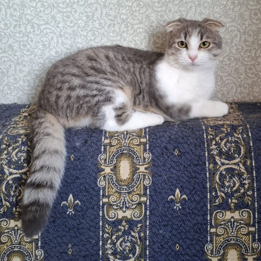 Вислоухая кошка 7 мес