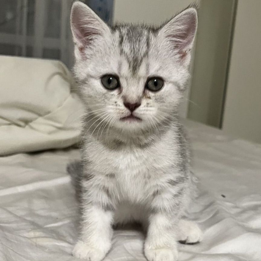 Котёнок от частного владельца