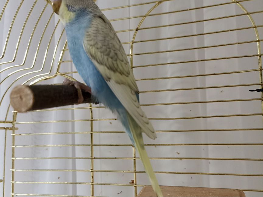 Птенцы волнистый попугай