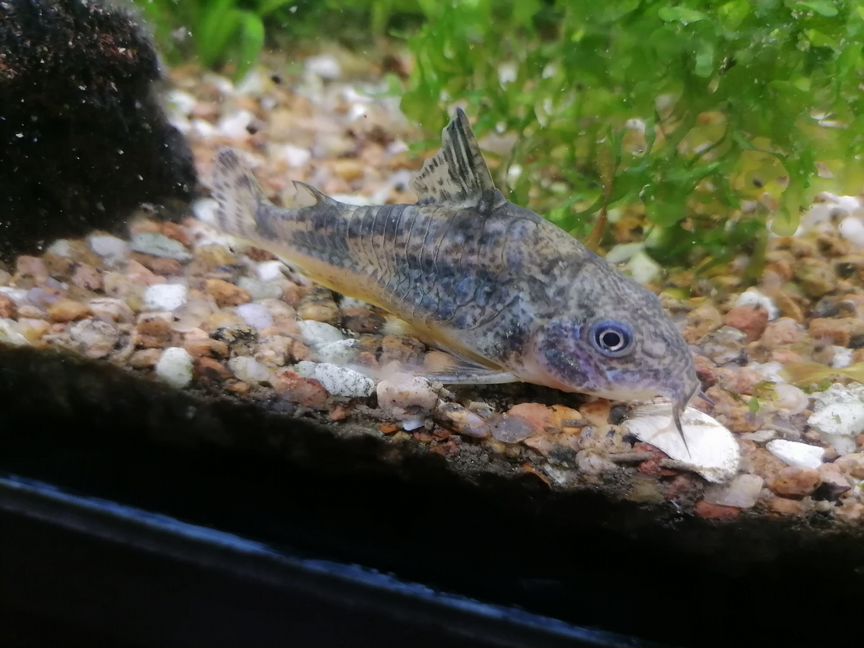 Коридорас крапчатый