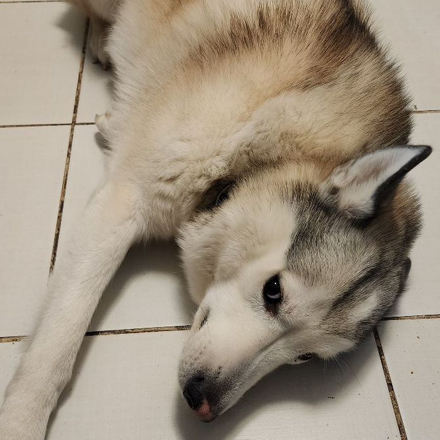 Отдам метиса бесплатно