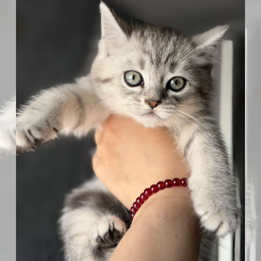 Британский короткошёрстный котёнок