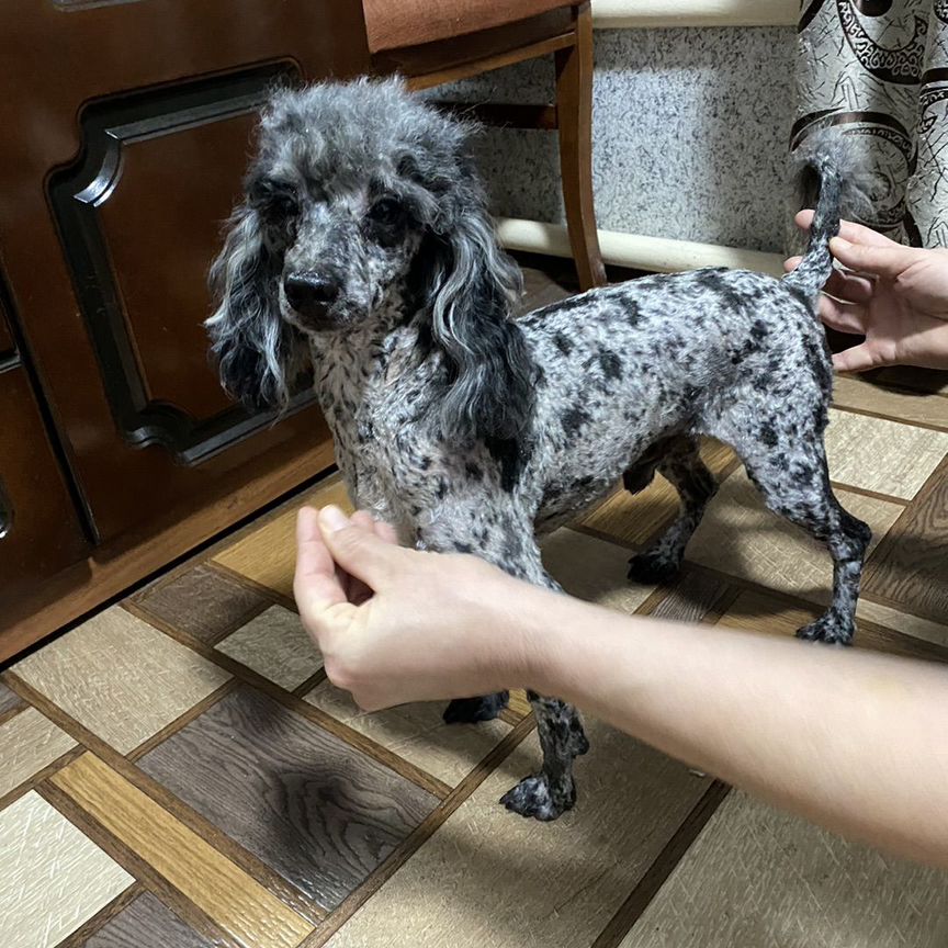 Той пудель мальчик