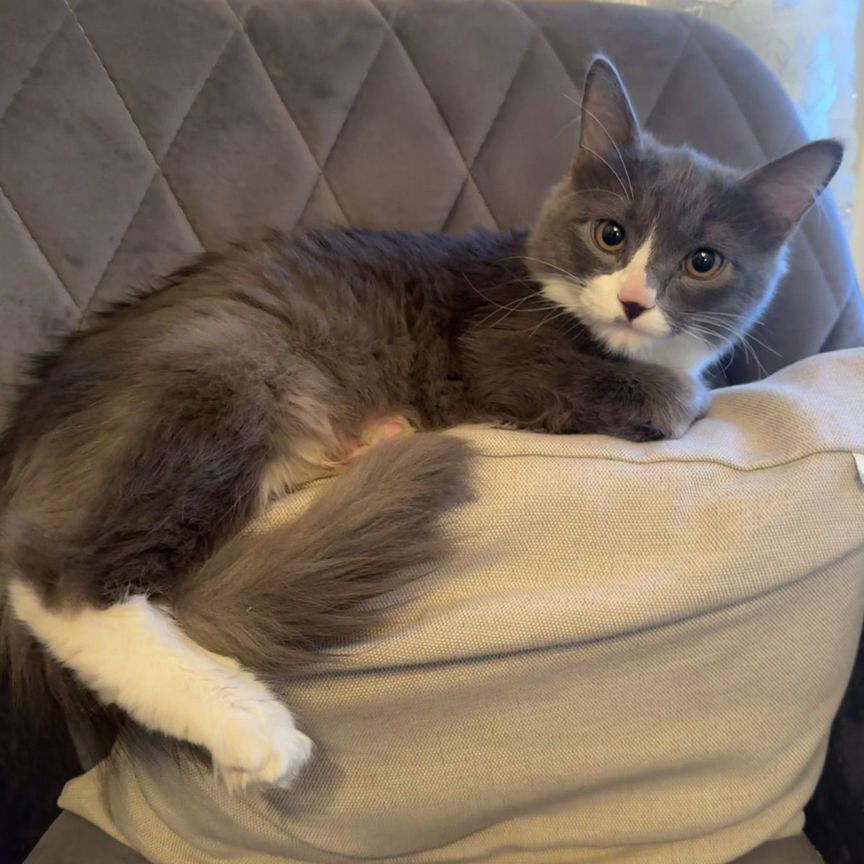Котенок в добрые руки