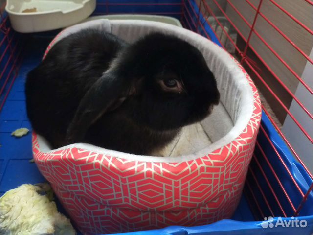 Декоративные кролики