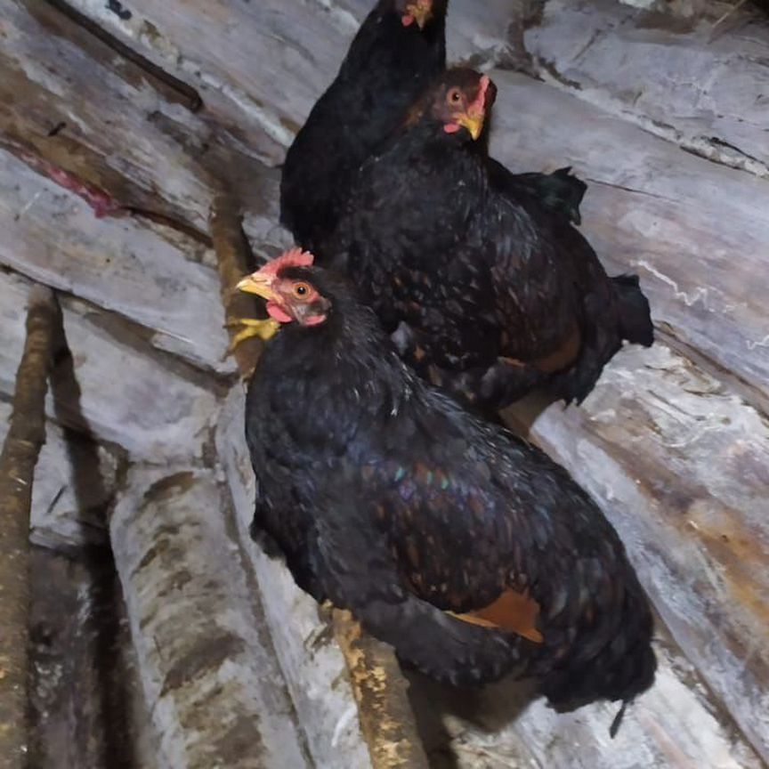 Петух Барневельдер 5 месецев