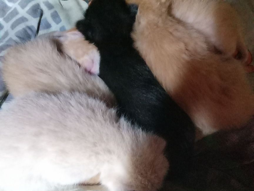 Отдам котят,4 рыжих кота,1 черная кошечка