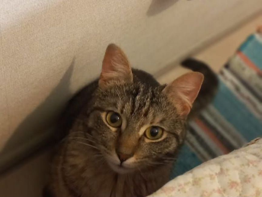 Котенок игривый
