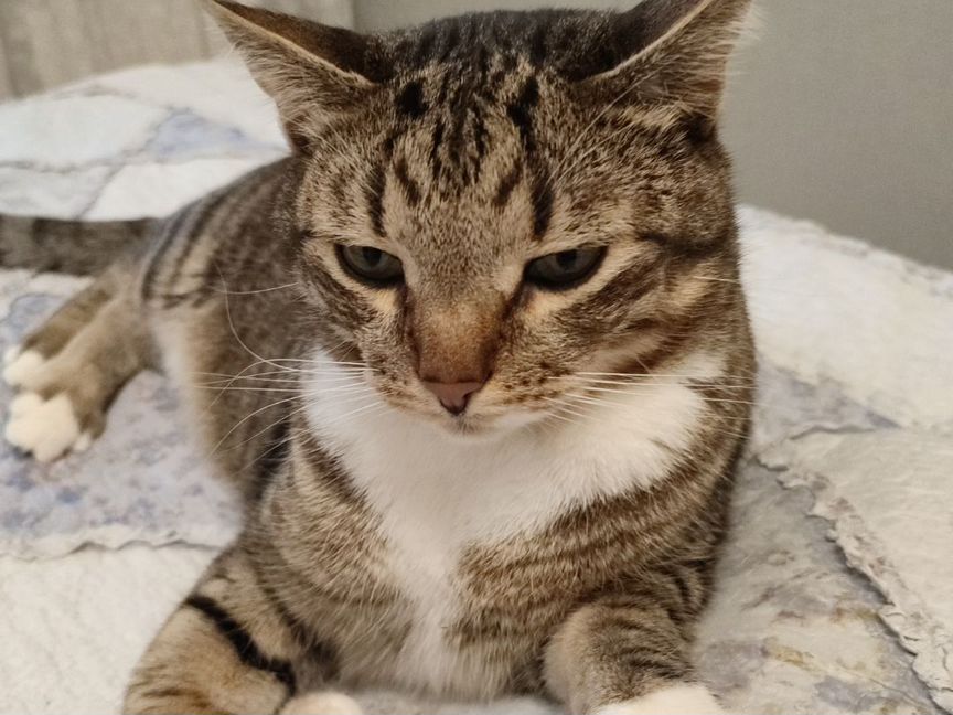 Кот