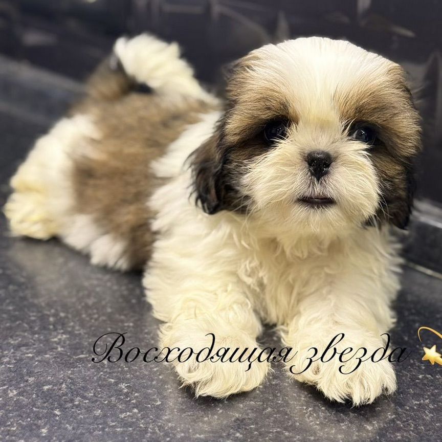 Ши-тцу, щенок