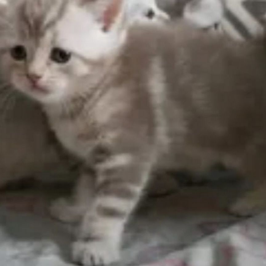 Шотландские