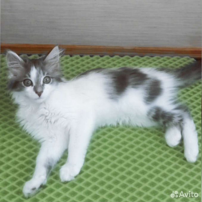 Пушистая девочка котенок малышка ищет семью