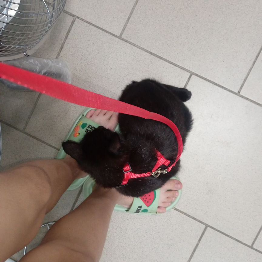 Черный котенок в добрые руки