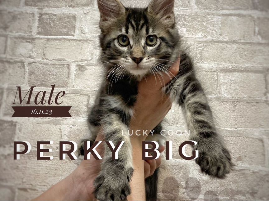 Котята мейн-кун из питомника