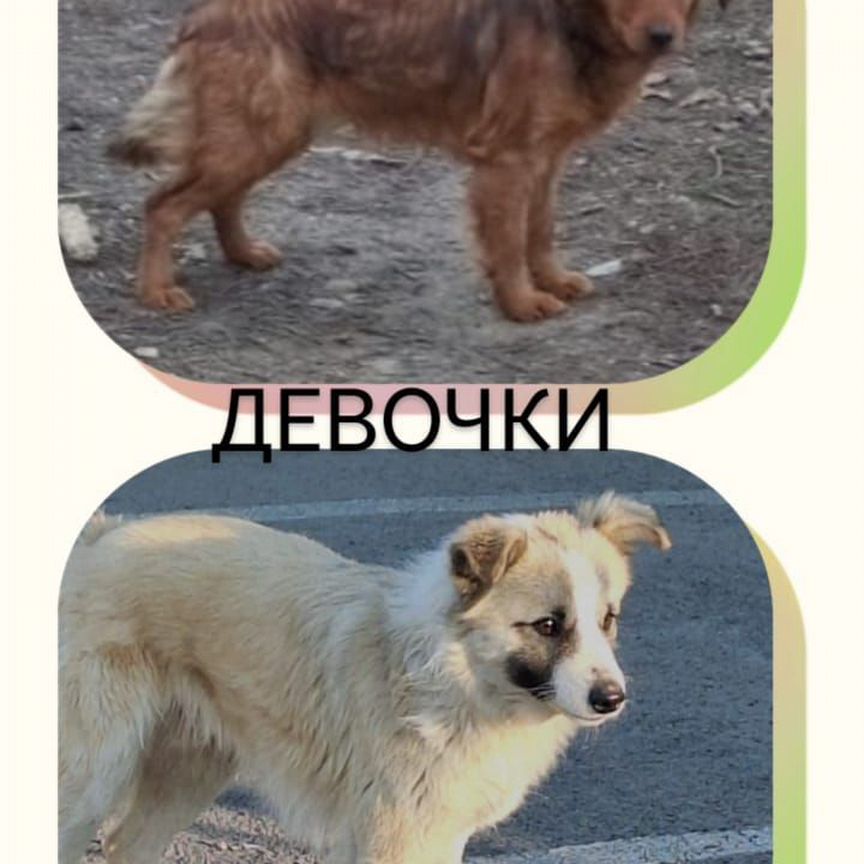 Красивые собачки