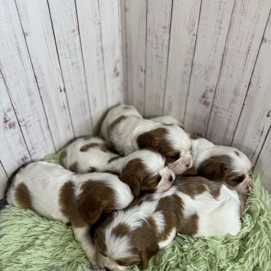 Кавалер кинг чарльз спаниель щенки с документами