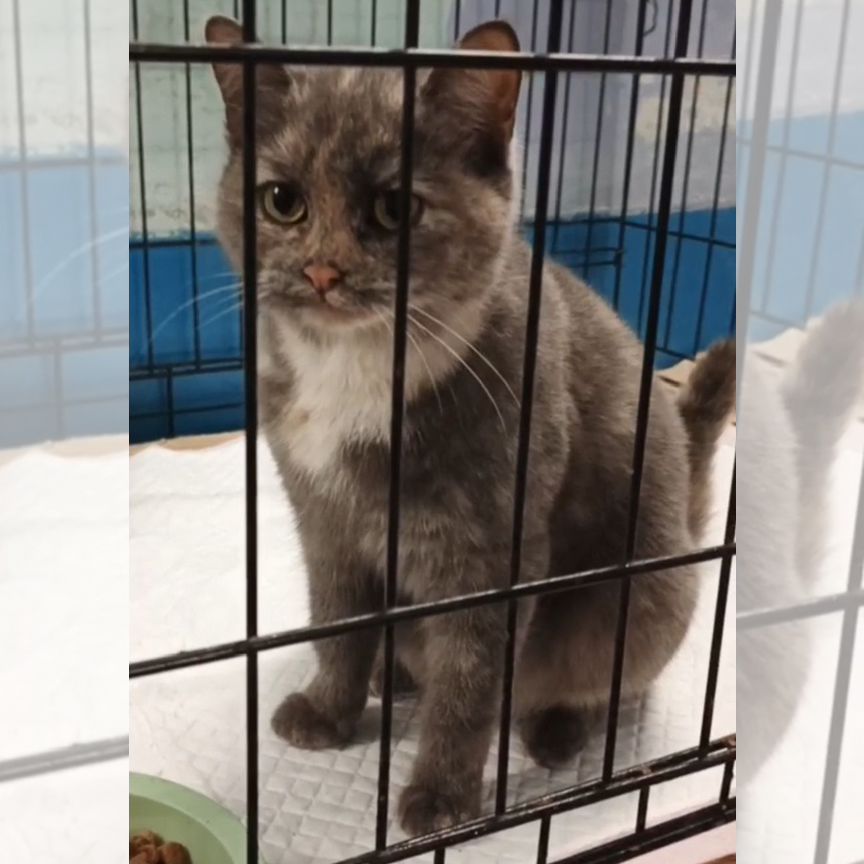 Взрослая, кошка в добрые руки