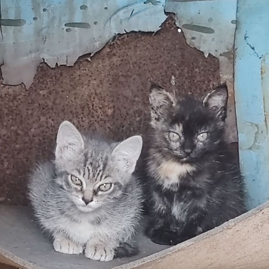 Котята в добрые руки бесплатно омск