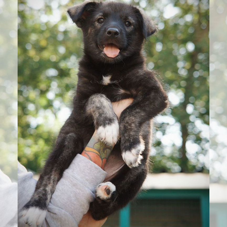 Щенок в добрые руки бесплатно