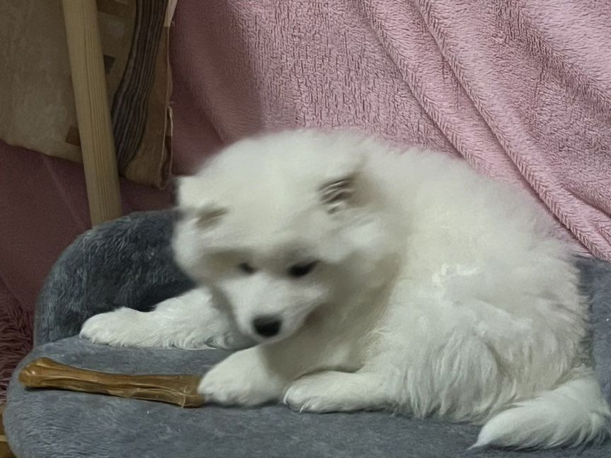 Собака самоед