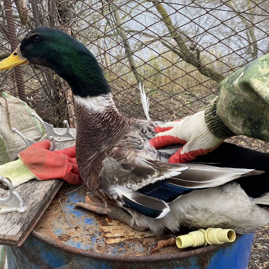 Утки селезень