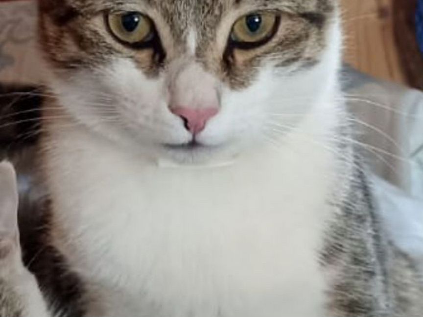 Европейская кошка