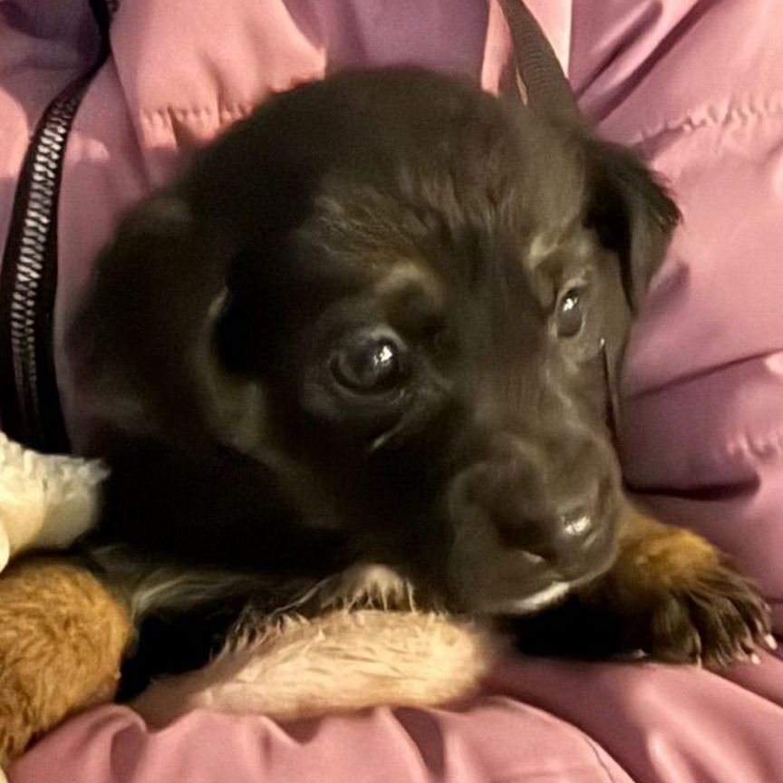 Щенок в добрые руки