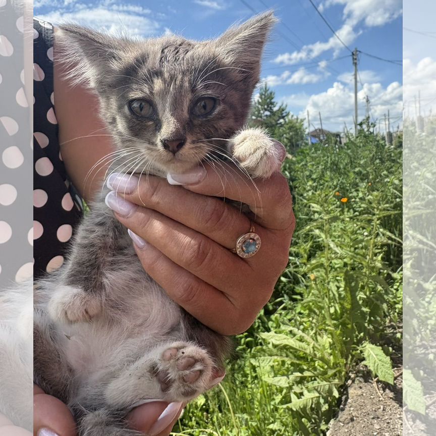 Котёнок в добрые руки