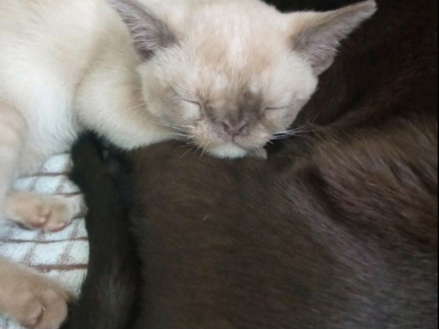 Кошка