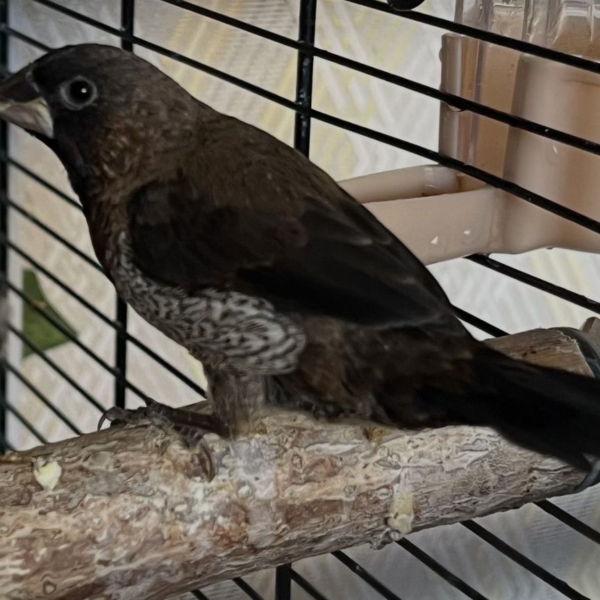 Японская амадина самец